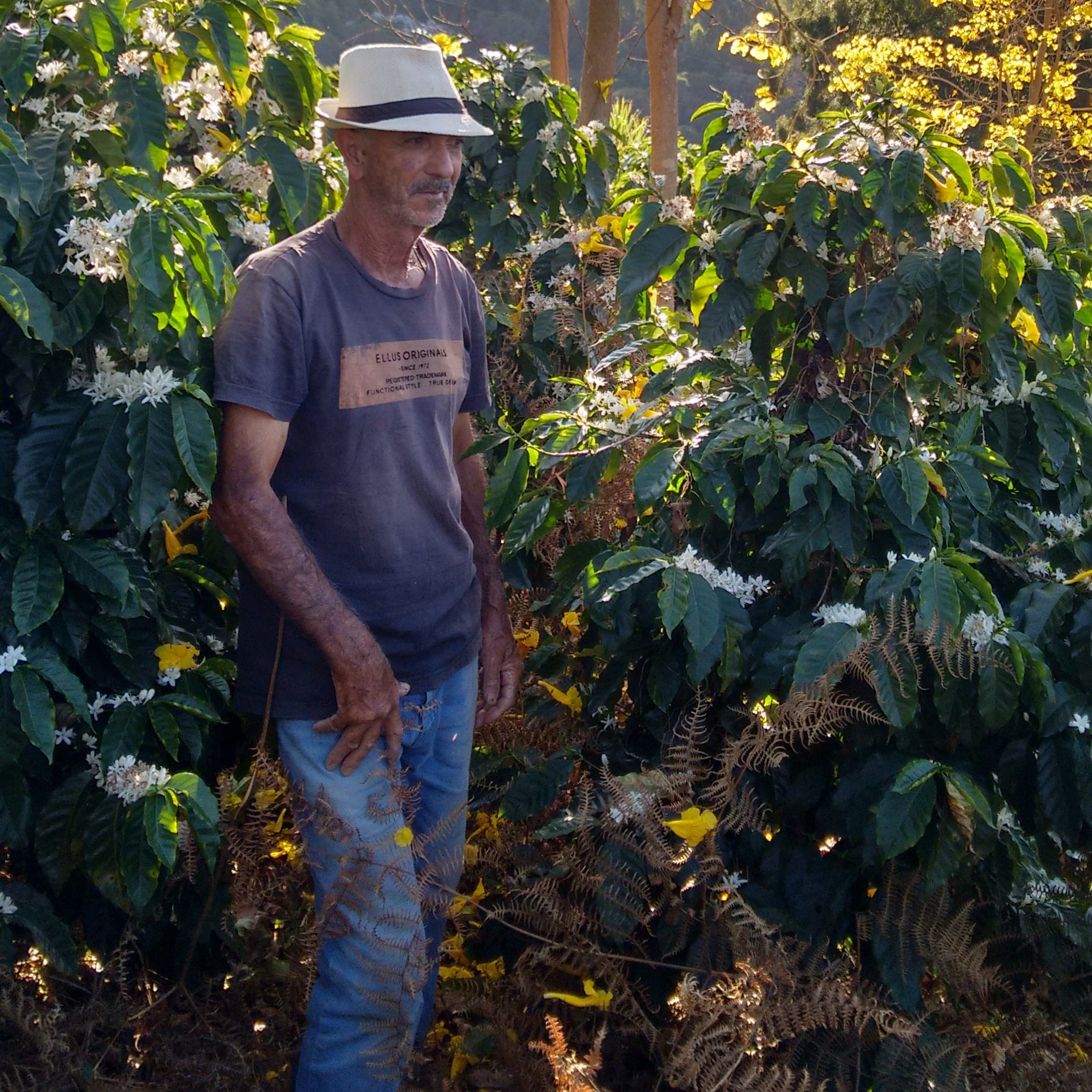 Edio Miranda - Single Origin Coffee – Artisti Coffee Roasters